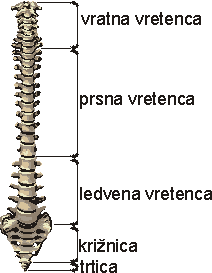 Osnove anatomije